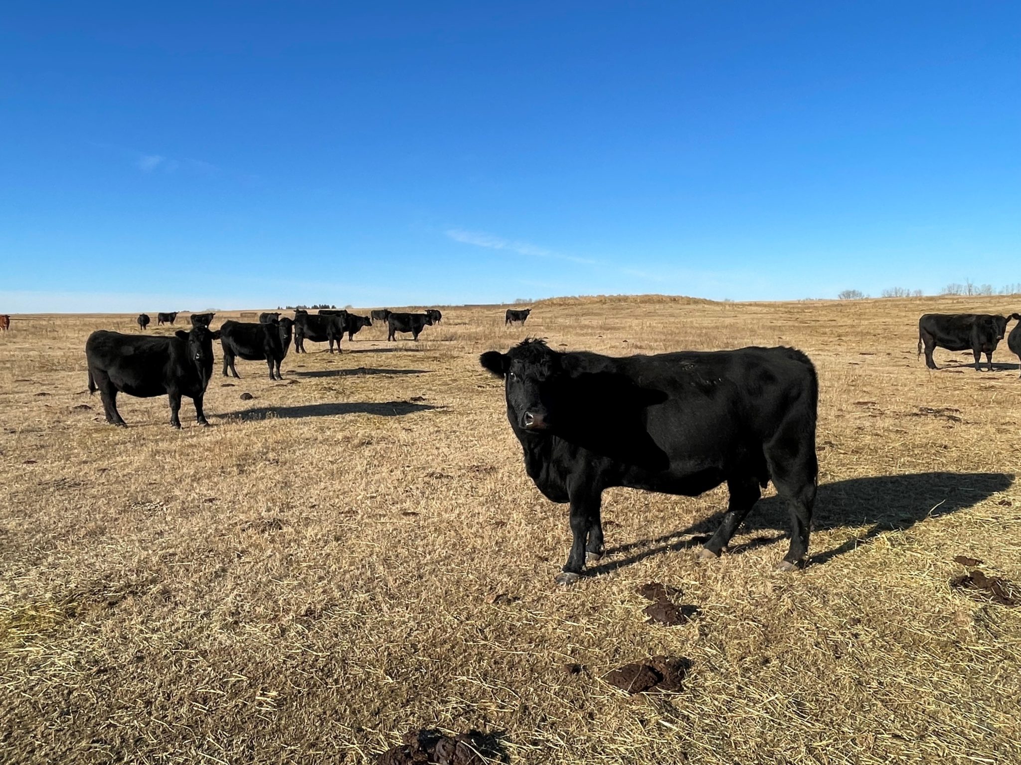 Bred Cow Sale – Vermilion Livestock Exchange
