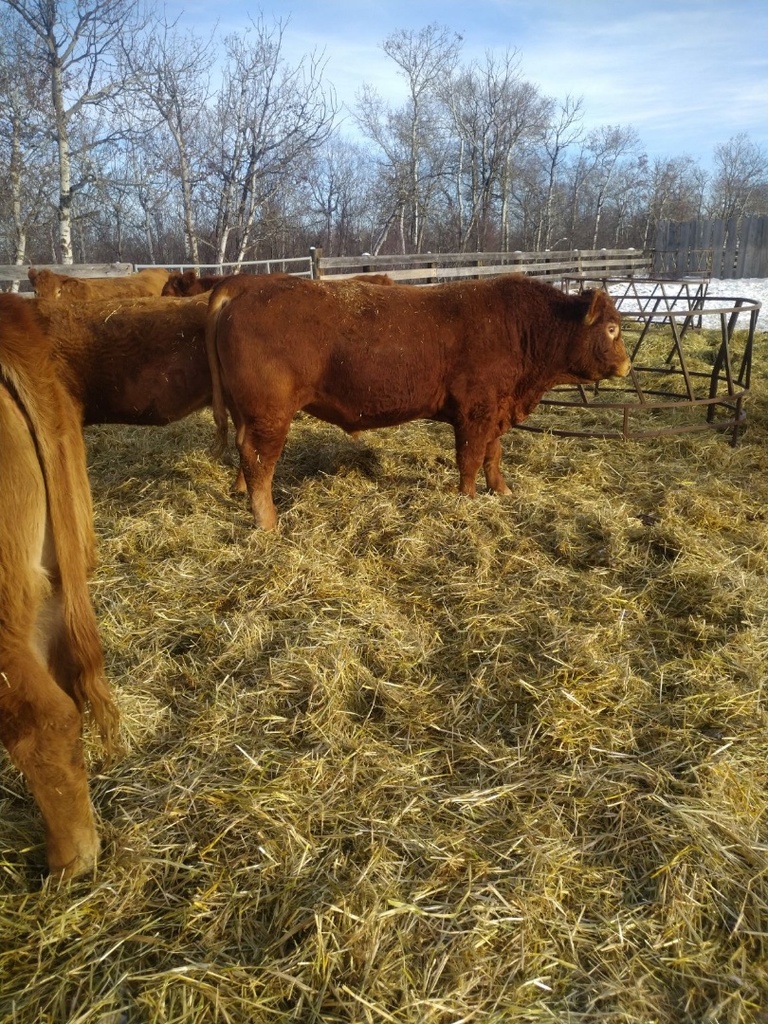BRED COW SALE – Vermilion Livestock Exchange