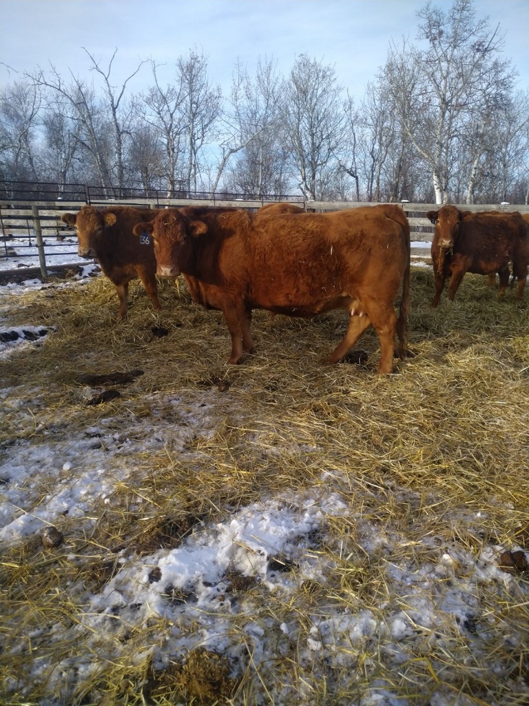 BRED COW SALE – Vermilion Livestock Exchange