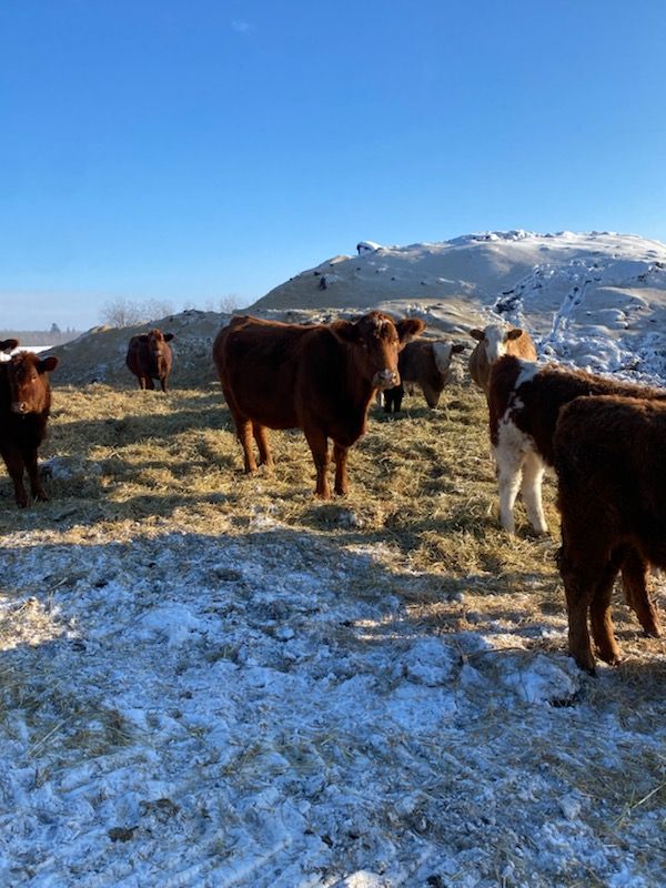 BRED COW SALE – Vermilion Livestock Exchange