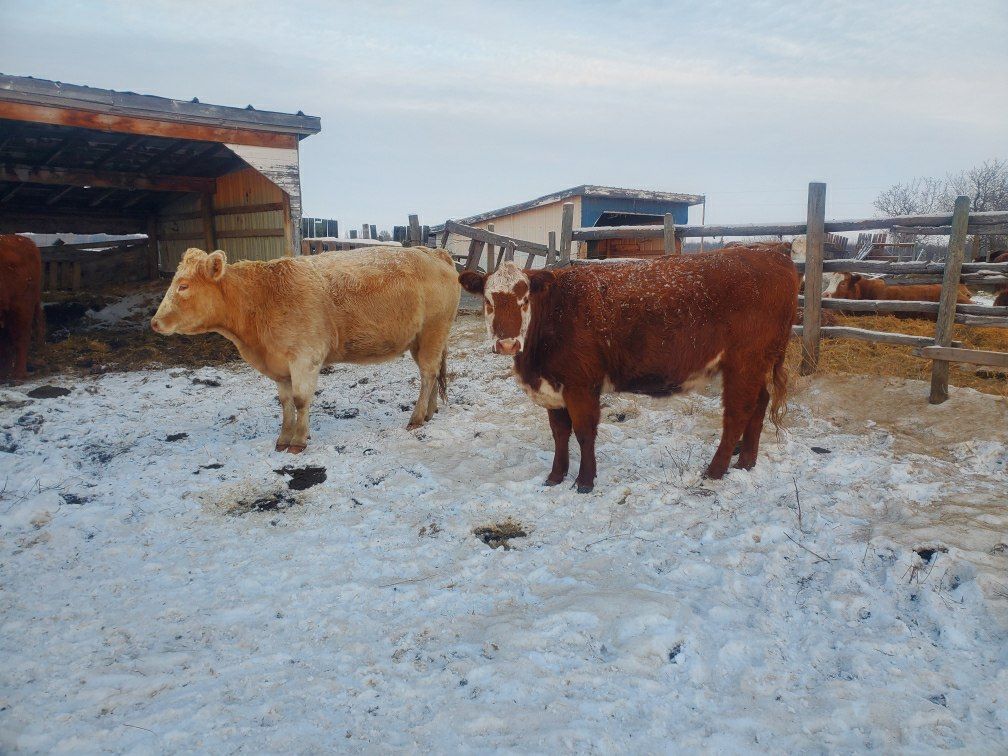BRED COW SALE – Vermilion Livestock Exchange