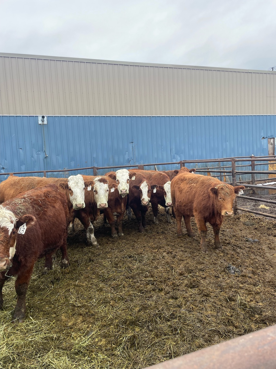 BRED COW/HEIFER SALE – Vermilion Livestock Exchange