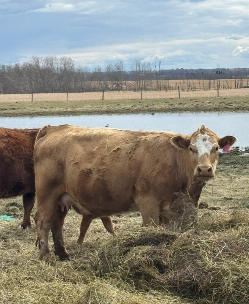 COW CALF PAIR SALE – Vermilion Livestock Exchange