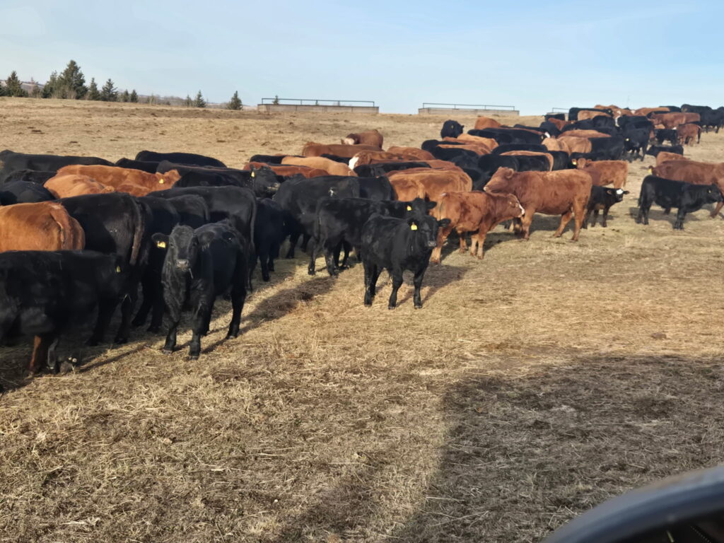 BRED COW & HEIFER SALE – Vermilion Livestock Exchange
