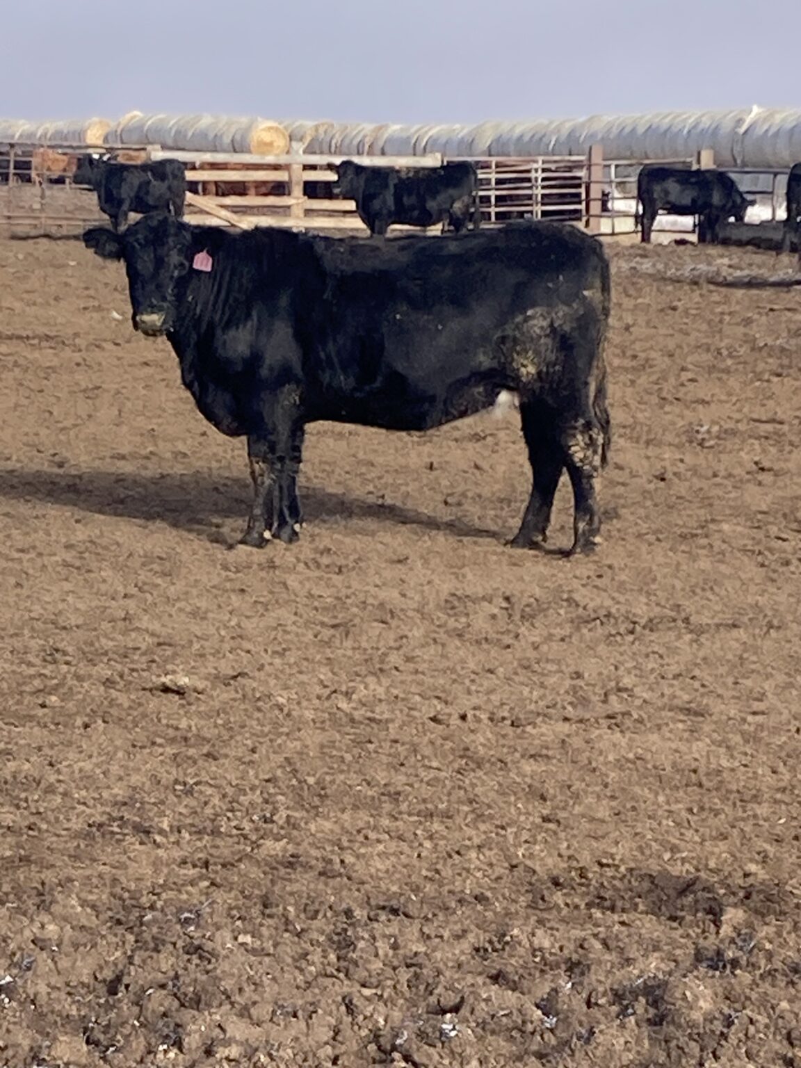 BRED COW & HEIFER SALE – Vermilion Livestock Exchange
